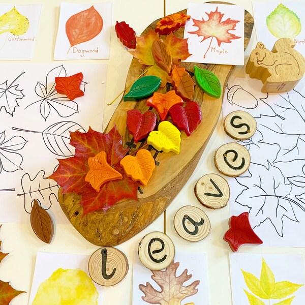 Autumn Leaf Flash Cards - Charlotte Mason Nature Study - Etsy