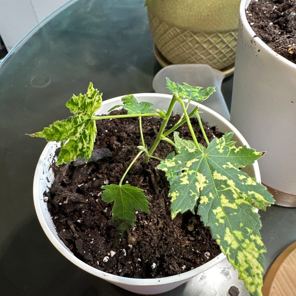 Spotted Flowering Maple, Also Called Painted Abutilon and Parlor Maple ...