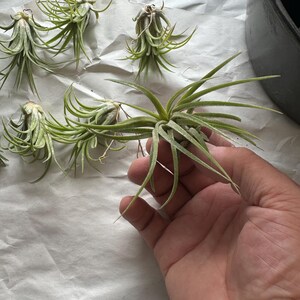 Neglecta Mini Air Plants Tillandsia, Air Plant, Indoor Plant, House ...