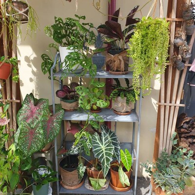 Wood Step Ladder Plant Stand - Etsy