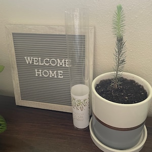 Baby Shower Favors Gift Tree Favors Seedling Shower Favor Sprinkle ...