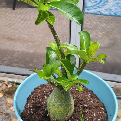 Rare Adenium Obesum Arabicum, Beautiful White Flowers Fat Caudex ...
