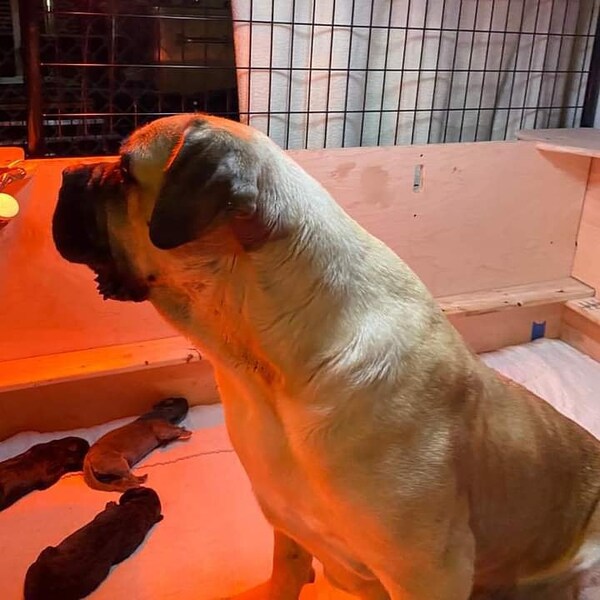 Whelping Box, Weaning Box, EXTRA LARGE, Dog/puppy Pen, Quickwhelp - Etsy