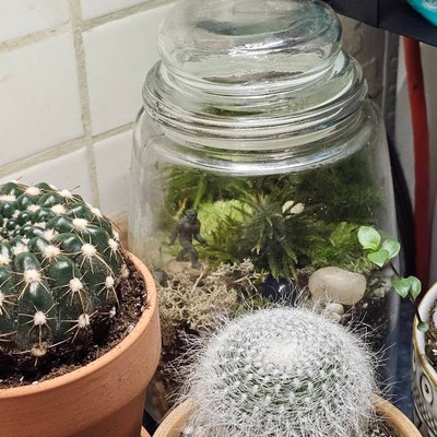 Micro Miniature Dolphin, Tiny Dolphins, Beach Garden Supplies ...