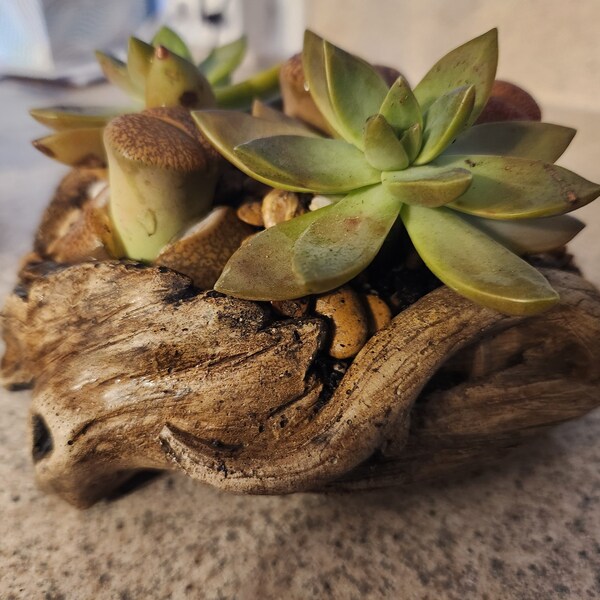 Tall Skinny Concrete Tree Stump Planter - Etsy