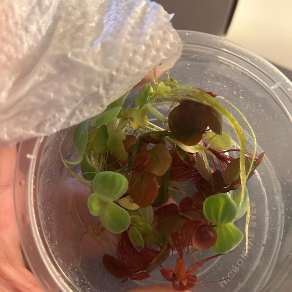 Combo 5 Dwarf Water Lettuce + 5 Red Root Floaters Live Floating Aquatic ...