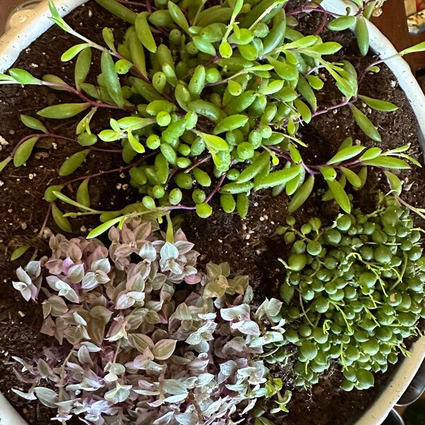 Ruby Necklace, String of Rubies, Little Pickles, Othonna Capensis ...