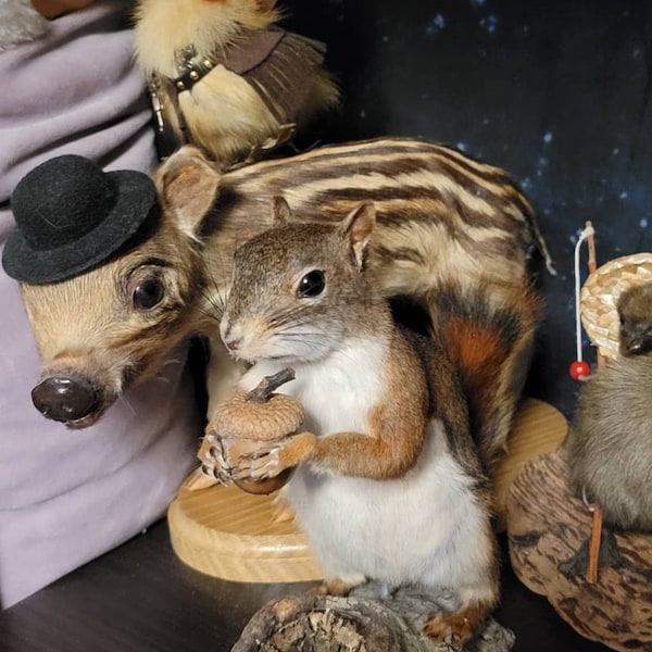 Squirrel Taxidermy, Red Squirrel Taxidermy, Adirondacks, Adirondack ...