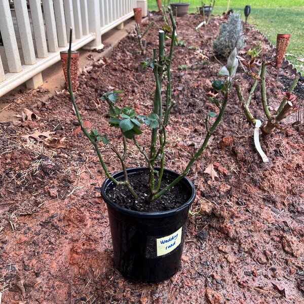 Sabrina | French Garden Shrub Rose | Own Root - Etsy