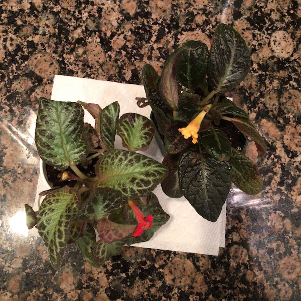 Episcia From Seeds a Set of 3 Episcias 2” Pots(c) - Etsy