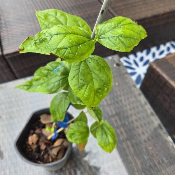 Kesar Mango Tree Plant (mangifera) Indian Queen Variety Grafted 2ft ...