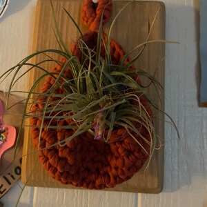 Tillandsia NANA Air Plant .. Florette Shape .. Perfect - Etsy
