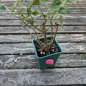 Rare New Rose. Red Juicy Terrazza. 红果汁flower Machine. Continue Blooming ...