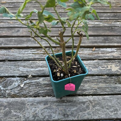 Rare New Rose. Red Juicy Terrazza. 红果汁flower Machine. Continue Blooming ...