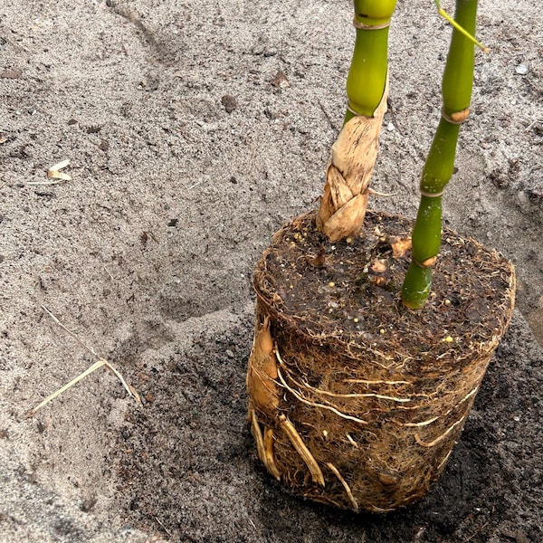 Bambusa lady Finger Clumping, Non-invasive Bamboo Plant Large 1 Gallon ...