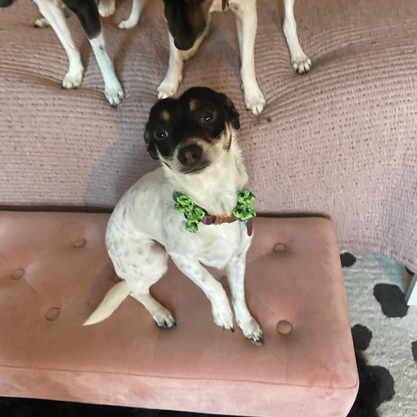 Mystery Themed Dog Bows - Etsy