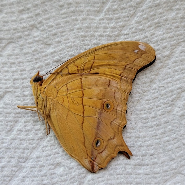 Saturnidae: A-1 Polyphemus Sp. Cameroon Saturn Moth Unmounted Dried ...