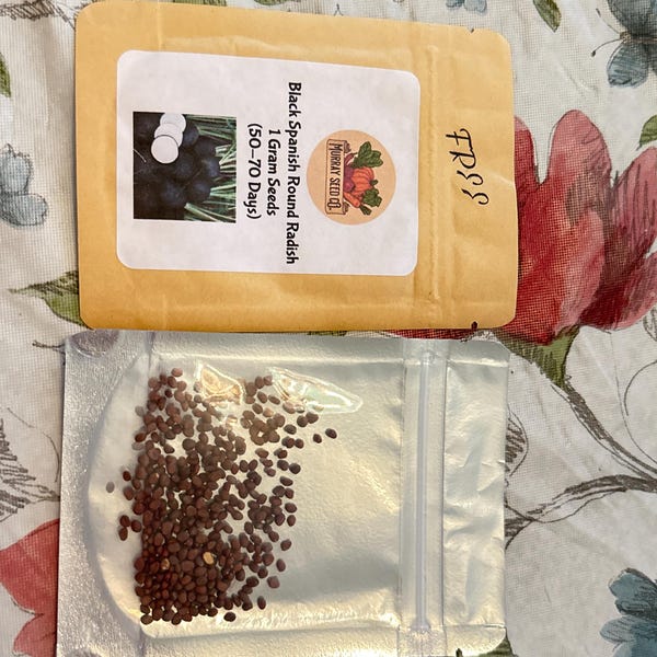 Tromboncino (zucchini Rampicante) Squash Seeds | Heirloom | Organic - Etsy