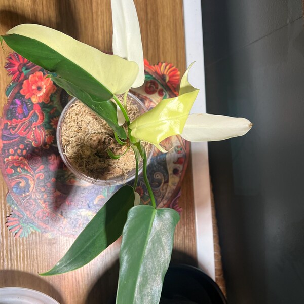 Rare Variegated Philodendron Mican Aurea in a Nursery Pot - Rare ...