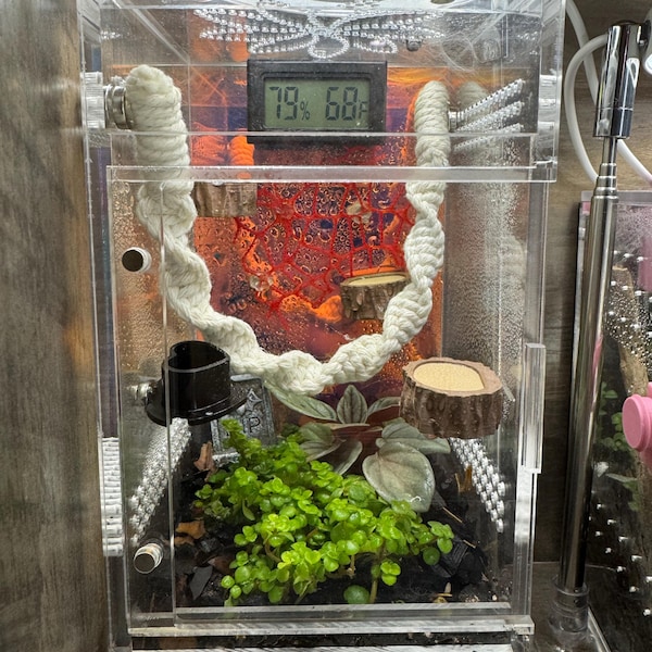 Jumping Spider Enclosure (medium) Cat Condo - Etsy