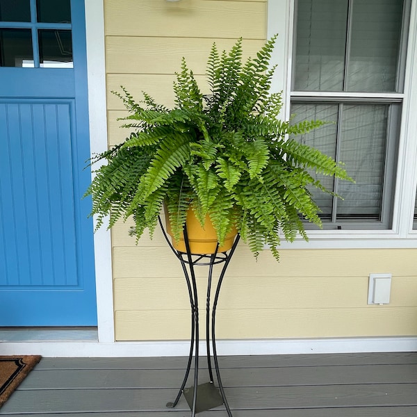 Williamsburg Fern Stand Plant Flowerpot Holder Indoor/outdoor - Etsy