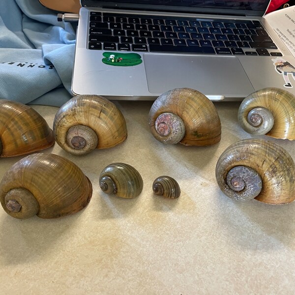 6 Apple Snail Shells - Etsy