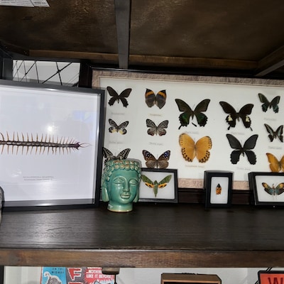 Opulenta Jewel Beetle Box Frame / Entomology Taxidermy Insects Bug Moth ...