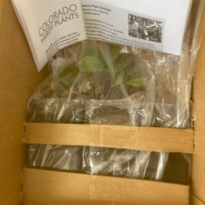 Chaenomeles Speciosa spitfire Flowering Quince Flowering Shrubs/plants ...