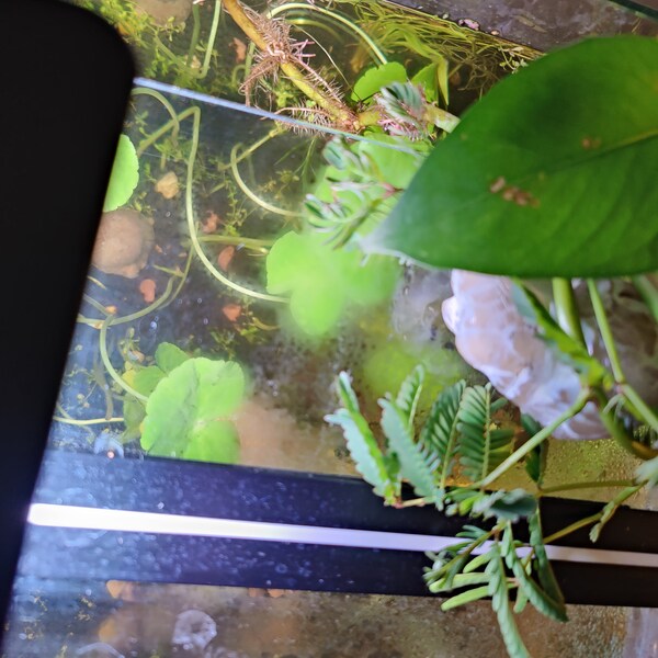 Sensitive Plant! (neptunia Aquatica)-easy Live Aquarium Pond Aquatic ...