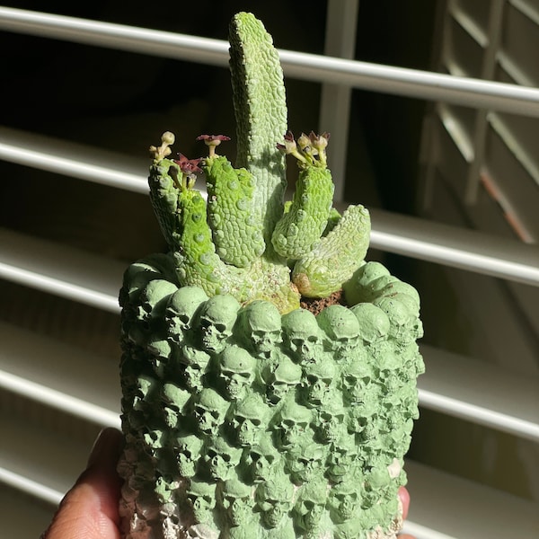 Rare Succulent - Pseudolithos Caput-viperae Hybrid (2”), Live Plant - Etsy