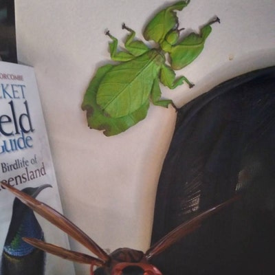 Japan Giant Malaysian Leaf Insect PVC Model Figure Figurine 13.3cm - Etsy