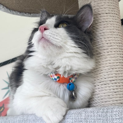 Retro Checkered Cat Collar With Bell, Colorful Male Cat Breakaway ...