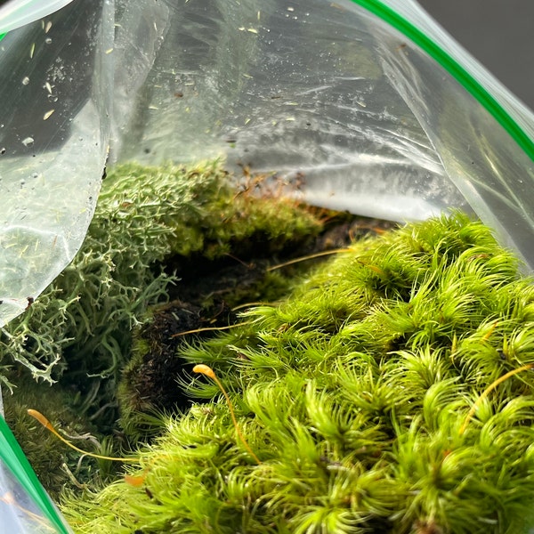 Live Moss Mix: 4 Variety Pack for Terrarium / Vivarium - Etsy