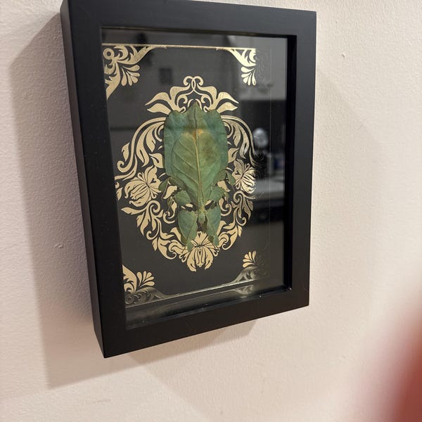 Real Framed Ghost Cicada Ayutha Spectabilis Shadow Box Frame Insect ...