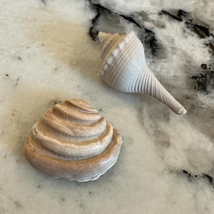 Pawleys Island Shells | Imperial Venus Clam | 1 Piece | Shells to ...