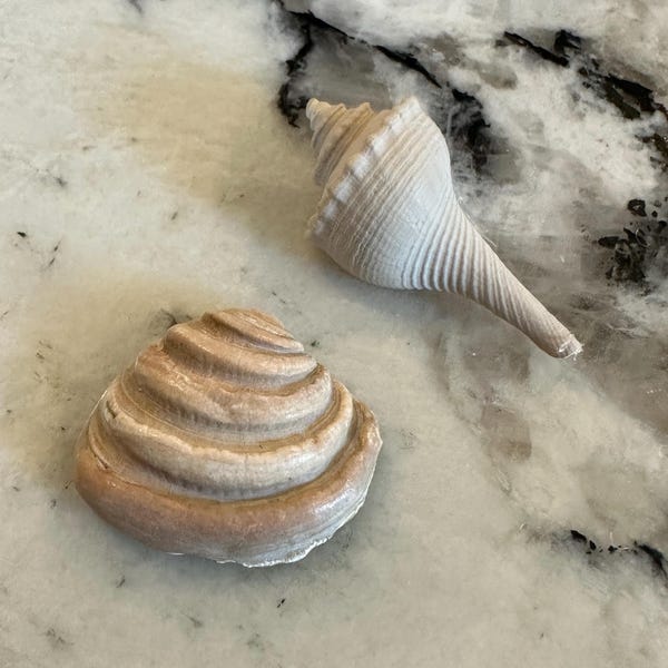 Pawleys Island Shells | Imperial Venus Clam | 1 Piece | Shells to ...