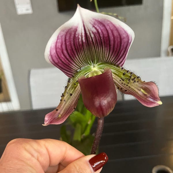 Paph Supersuk 'eureka' Am/aos X Paph Raisin Pie 'hsinying') X Sib, Orchid Plant, - Etsy