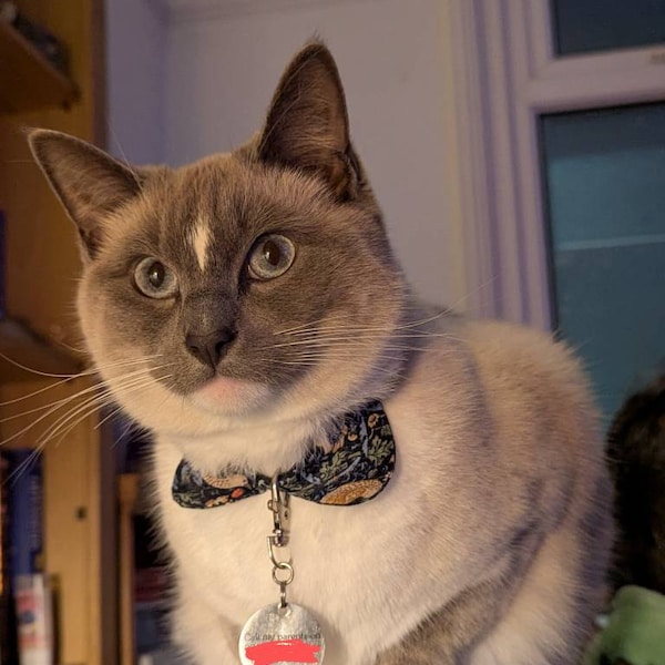 Tuxedo Cat Shirt Collar Black Velvet Bow Tie, Tuxedo Cat Collar ...