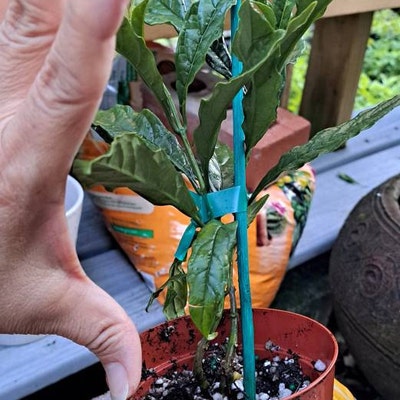CAROLINA JASMINE Fragrant Swamp Jessamine Yellow Spring Flowering Vine ...