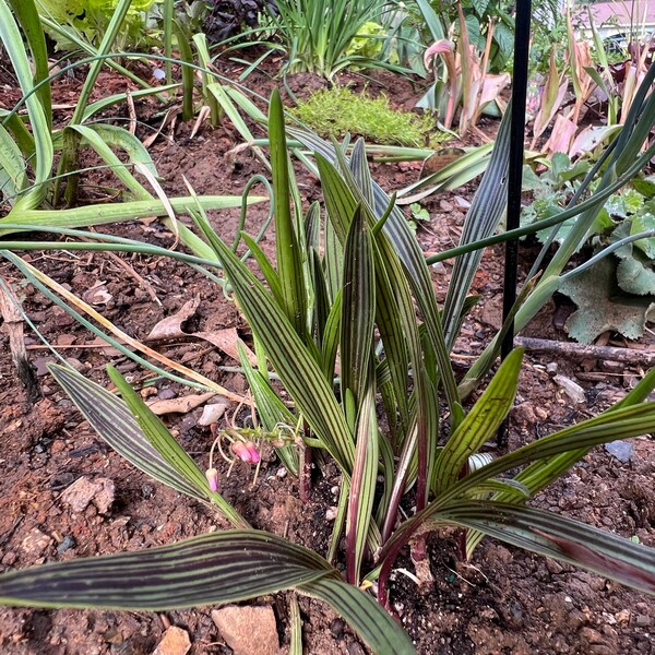 Hosta 'barbara Ann' | Medium Variegated Green and White Hosta ...