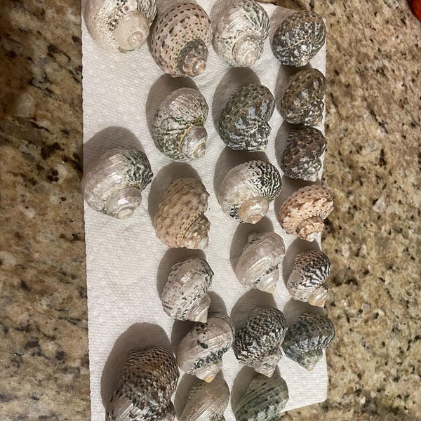 Nessastores- Mexican Deep Sea Shell Beach Craft Scallop 2 1/2" - 3" (20 ...