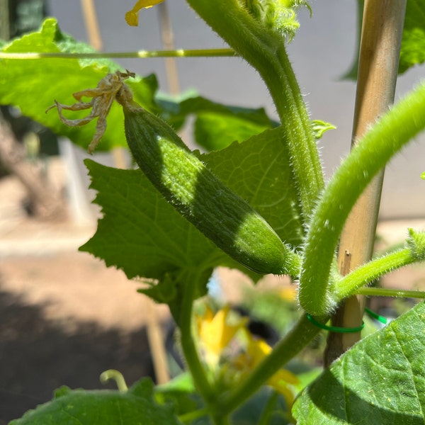 Heirloom Persian Cucumber Seeds - Fresh Seeds Grown and Harvested in ...