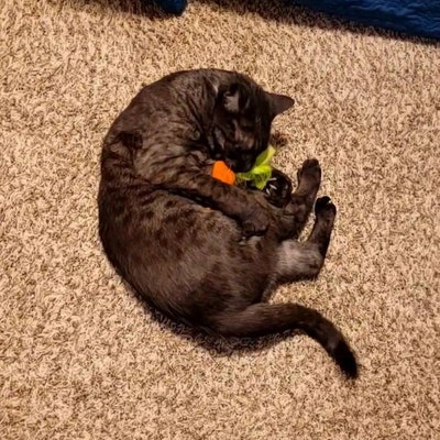 Bat Cat Toy Filled With Organic Catnip - Etsy