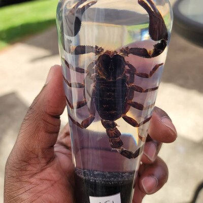 Cthulhu Octopus Kraken and Skull Head Handle Walking Stick Cane From ...