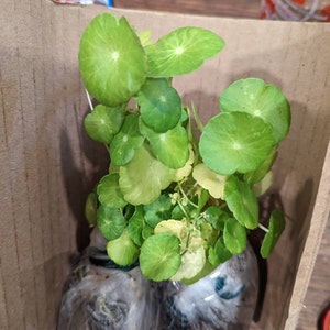 4pot of ZZ Plant Zamioculcas Zamiifolia Zee Zee Plant - Etsy