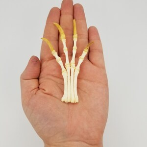 1PCS Real Fox Feet Articulated Bones Claws Paws Taxidermy Gift ...
