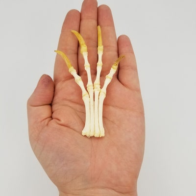 1PCS Real Fox Feet Articulated Bones Claws Paws Taxidermy Gift ...