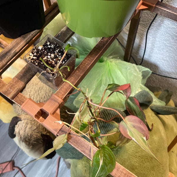 Variegated Philodendron Micans ‘mint’ (non-exact) - Etsy