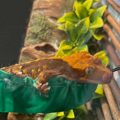 Gecko/lizard Hammock the Original Banana Style Gecko Hammock : - Etsy