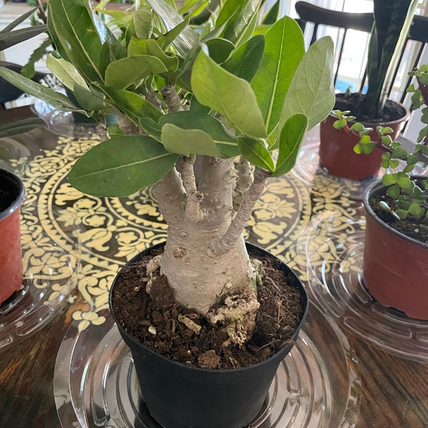 Single Bloom Desert Rose Succulent Live Plant, 5" Pot, Pink - Etsy